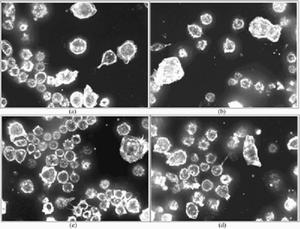 Microscopic Image Annotation and