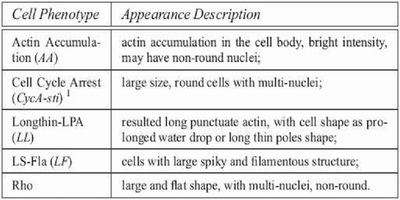 Microscopic Image Annotation and
